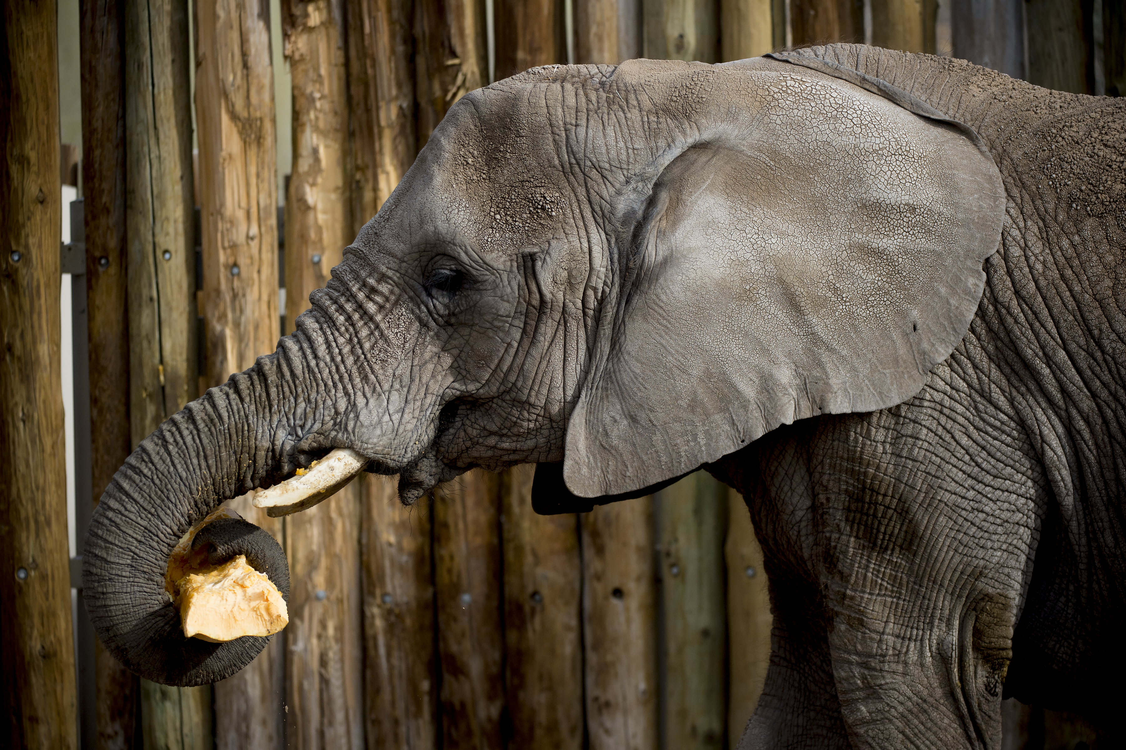 Hogle Zoo’s elephants are ‘total hams’ for Thanksgiving — and the giant ...