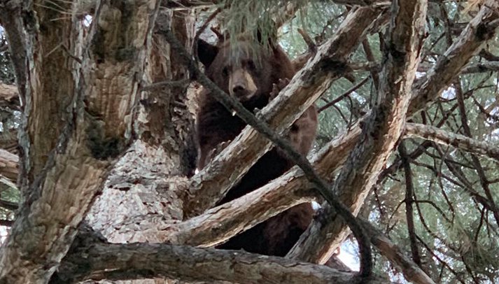 Bear causes lane closure, slows traffic in Orem - The Salt Lake Tribune