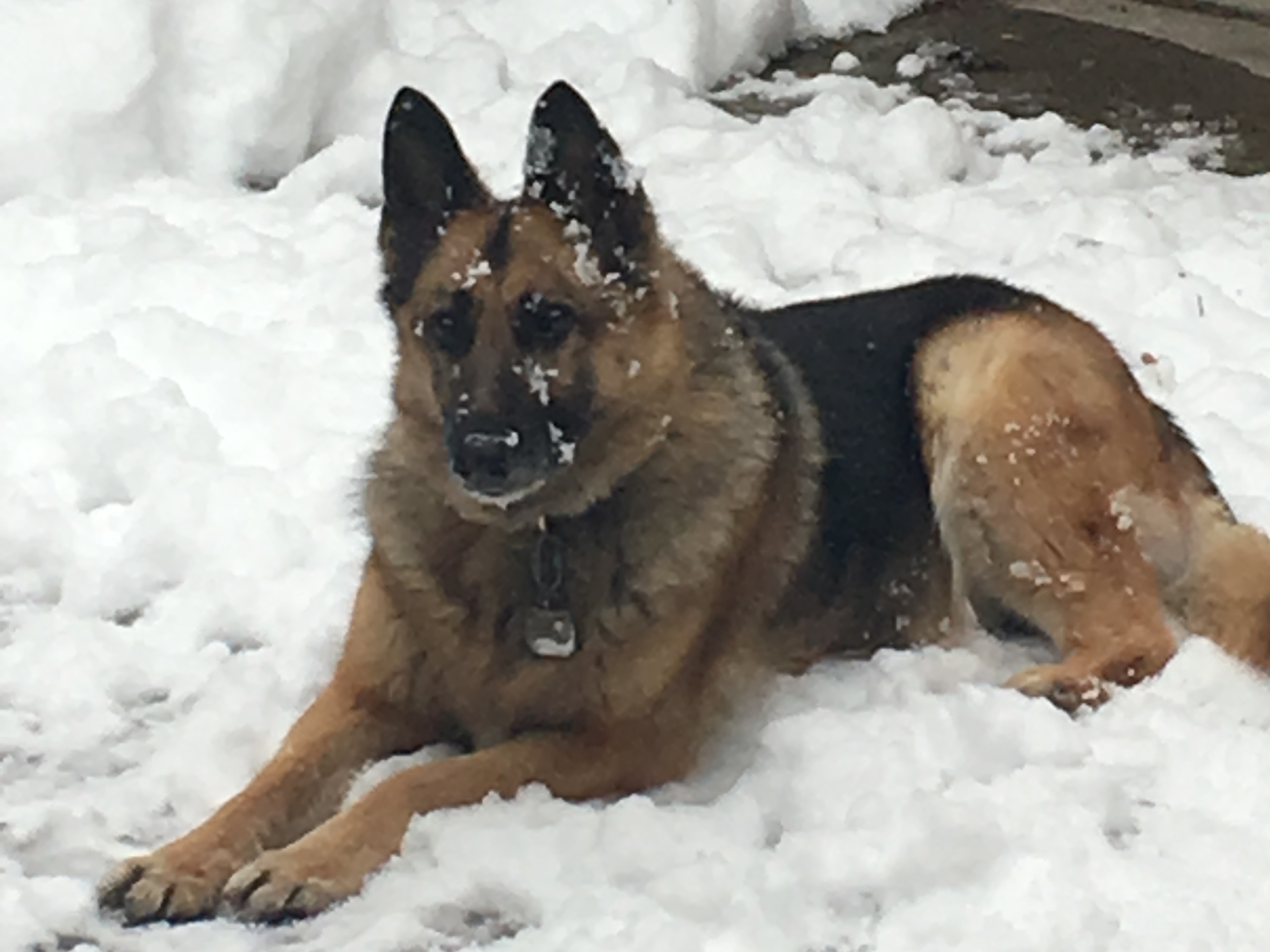 Former Utes football coach Ron McBride’s dog was mauled to death at a ...