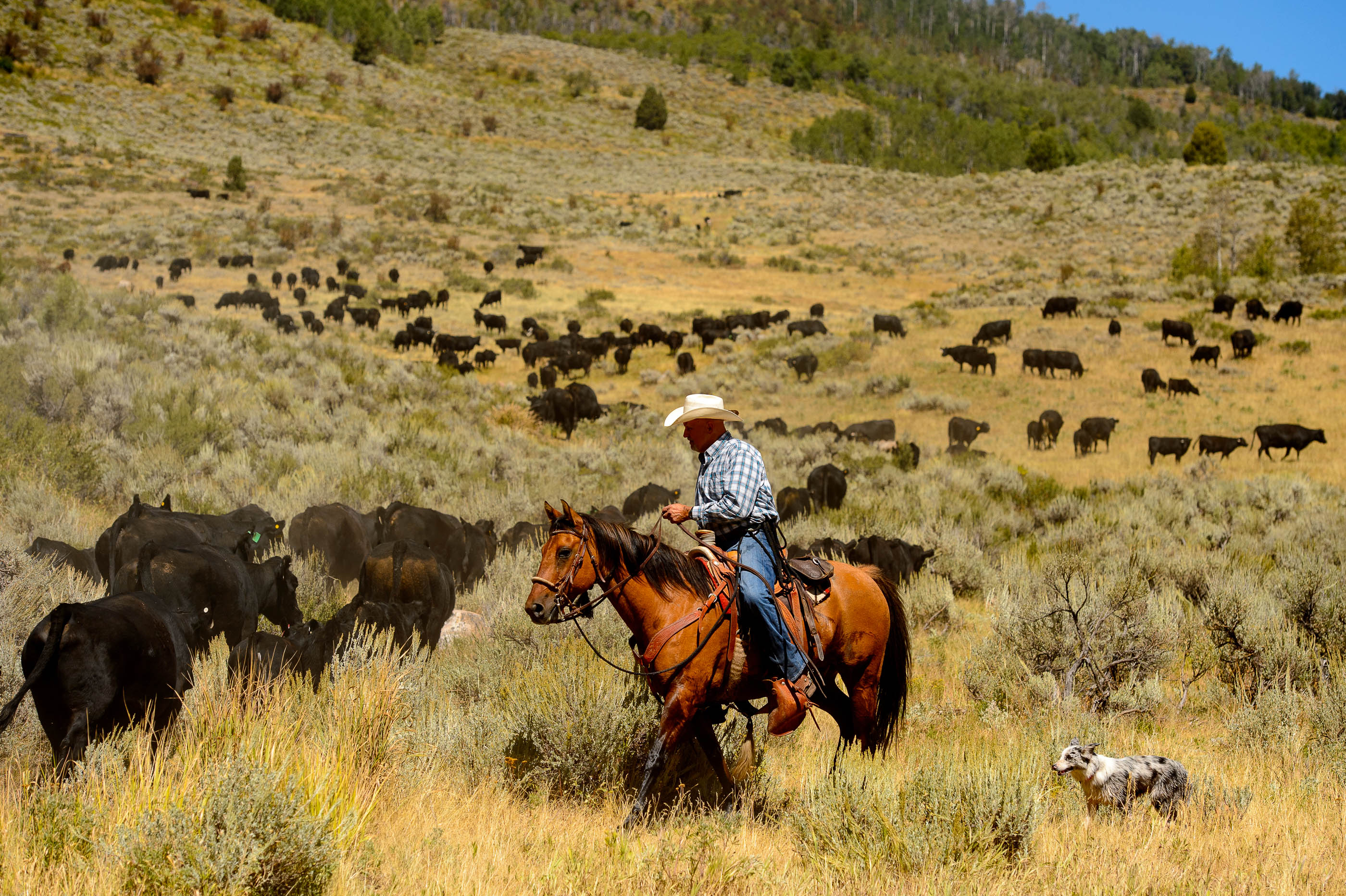 A cattle drive will make driving through Logan Canyon tough - The Salt ...