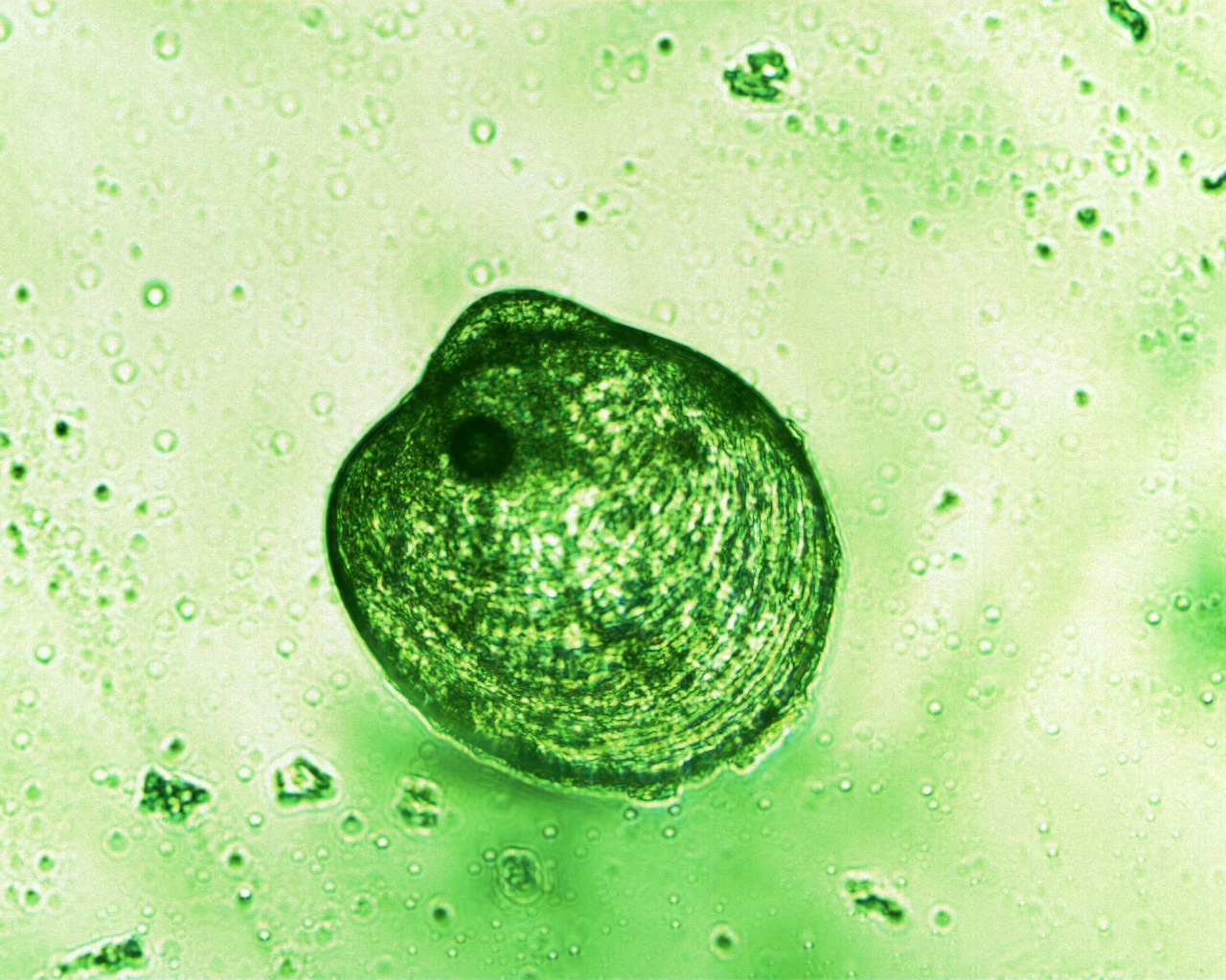 Utah declares victory over quagga mussels at popular boating spot ...