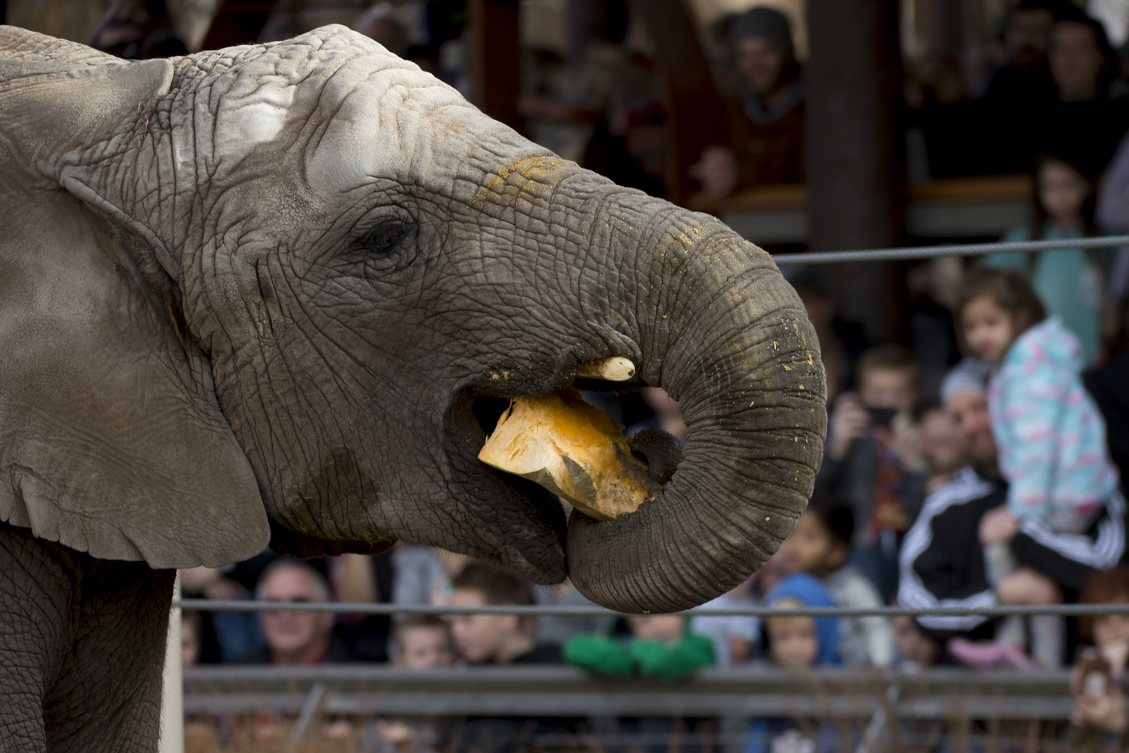 Hogle Zoo’s elephants are ‘total hams’ for Thanksgiving — and the giant ...