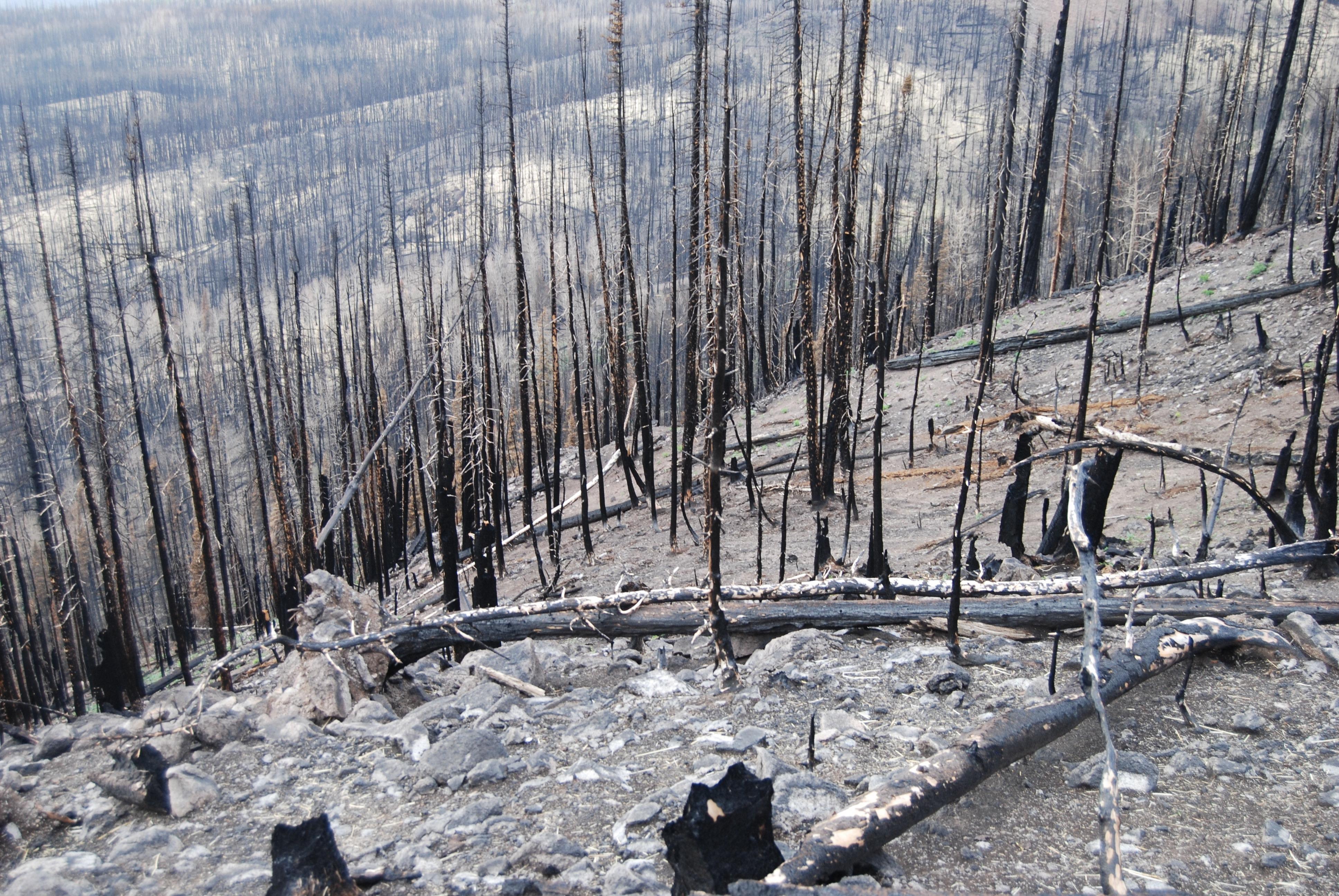 Restoring Utah’s damaged landscapes: Ephraim center provides vital seed ...