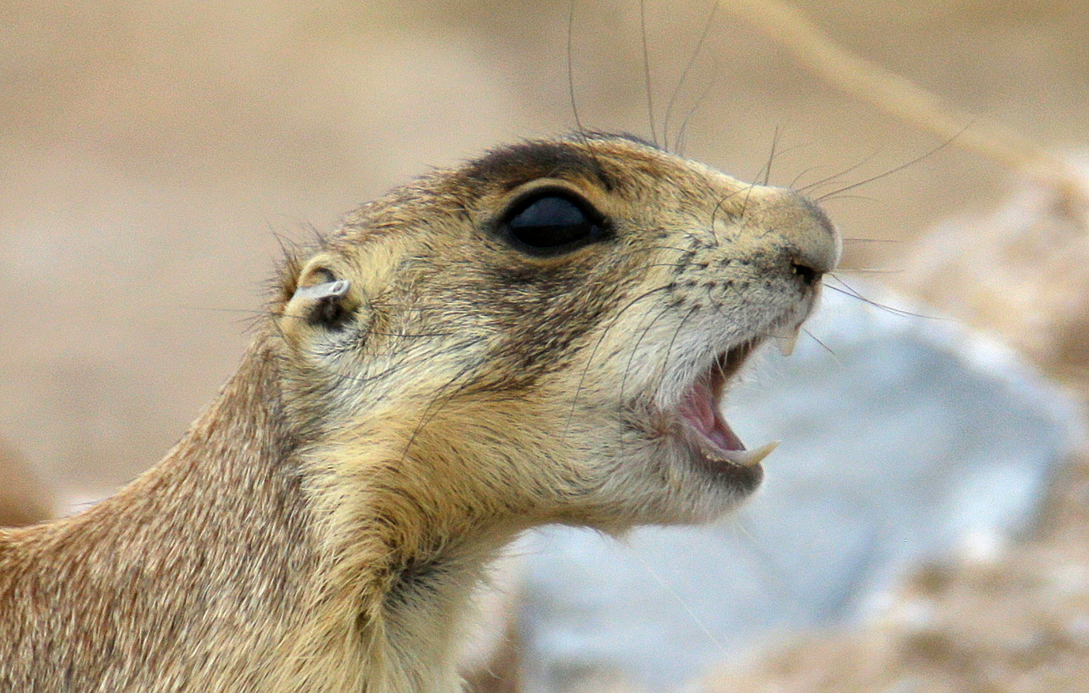 Are Prairie Dogs Endangered Species